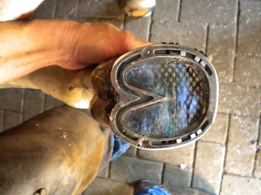 How to Address a Fractured Coffin Bone