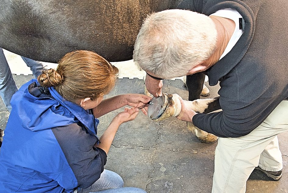 Virginia-Maryland College of Veterinary Medicine has Opening for ...
