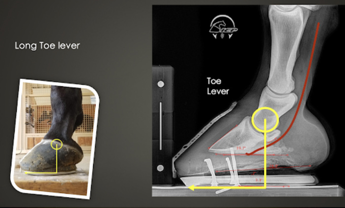 Mechanical Management of Navicular Syndrome in Western Pleasure Horses