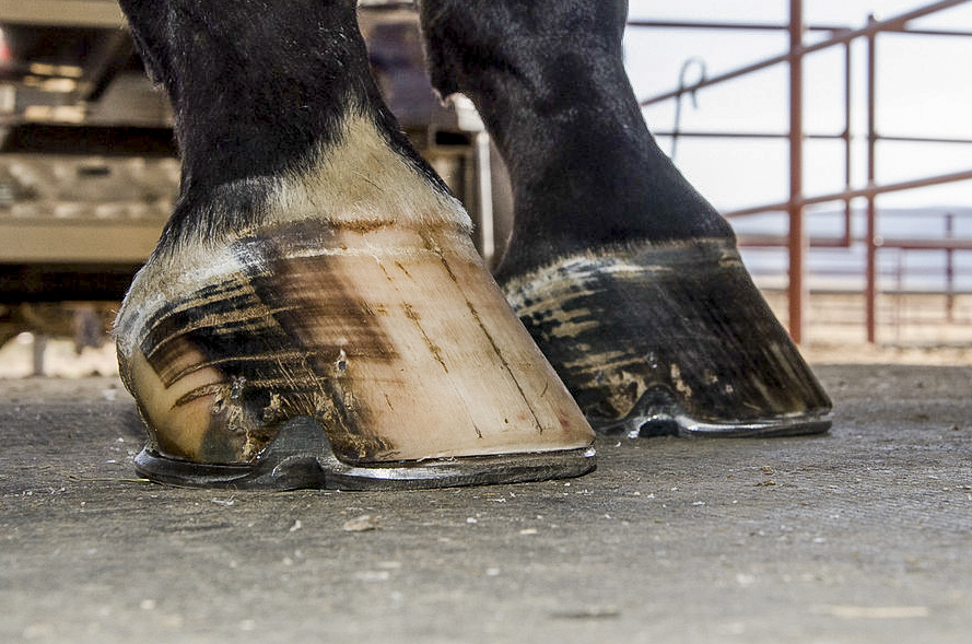 Hoof Pigment Plays No Role in Structural Integrity