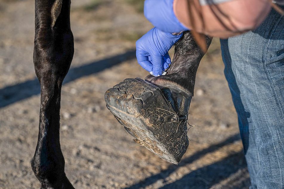 Federal Anti-Soring Rule May Be Published “in the Next 30 Days”