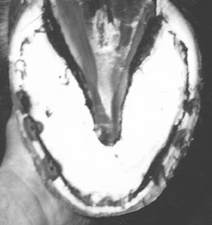 No Single Cause For White Line Disease | 2003-07-01 | American Farriers ...