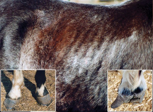 Taking On Hoof Neglect