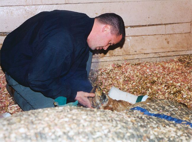 Maggot Therapy: Old Technique Finds New Life