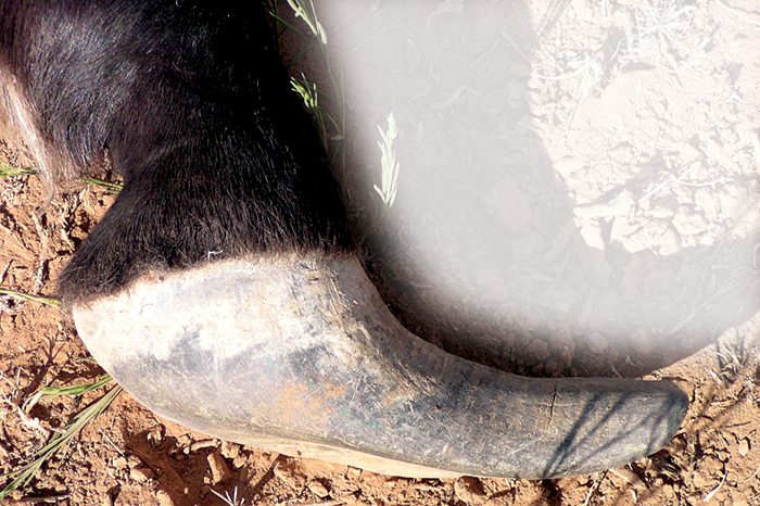 Making Sense Of Hoof Balance