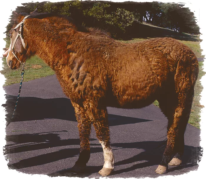 Cushing's Vs. Laminitis