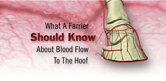 What a Farrier Should Know About Blood Flow to the Hoof