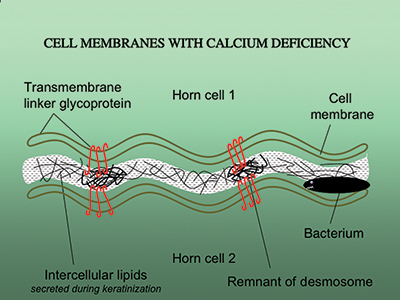 Equine Diet and White Line Disease | 2006-04-01 | American Farriers Journal