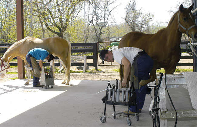 Teaming Up For Better Shoeing
