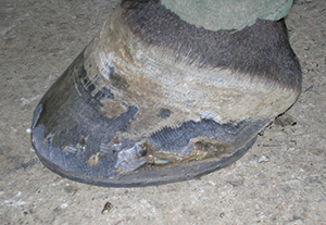 Building and Using the Half Bar | 2015-04-22 | American Farriers Journal