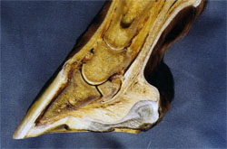 Viewing Laminitis with Fresh Eyes