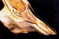 Viewing Laminitis with Fresh Eyes