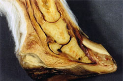 Viewing Laminitis with Fresh Eyes