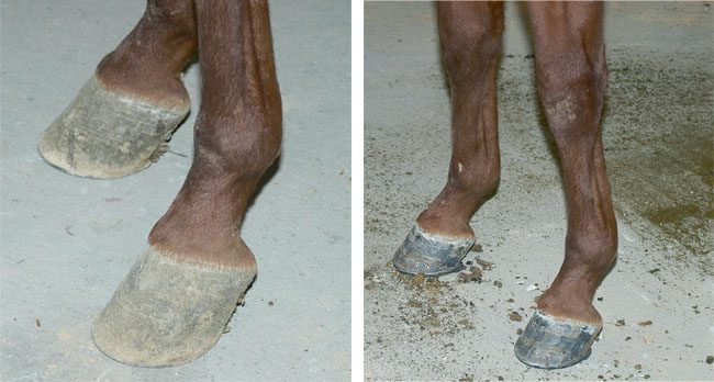 Apply Two Basic Principles to the Long-Toe, Low-Heel Hoof