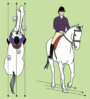 Managing the Crooked Horse | 2008-09-01 | American Farriers Journal