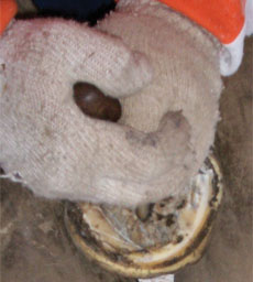 Hoof Trimming Via Hoof Mapping | 2009-03-01 | American Farriers Journal