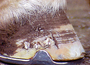 Dealing with Coronary Band Concerns | 2015-03-02 | American Farriers ...