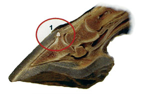 Dealing with Coronary Band Concerns | 2015-03-02 | American Farriers ...