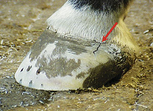 Dealing with Coronary Band Concerns | 2015-03-02 | American Farriers ...