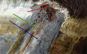 Dealing with Coronary Band Concerns | 2015-03-02 | American Farriers ...