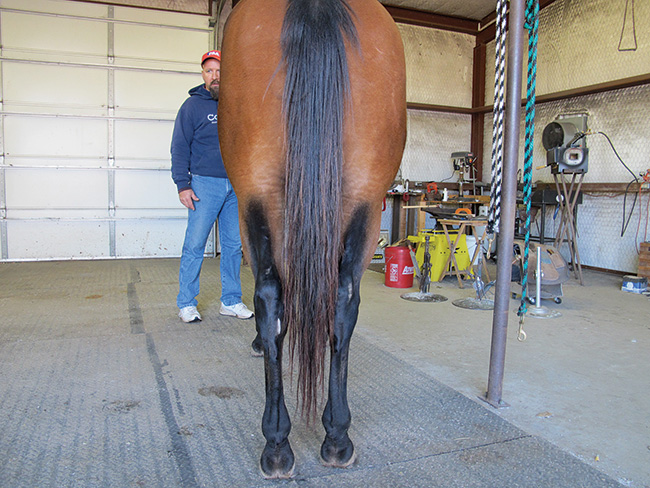 Farrier How-To: Managing the Base-Narrow Horse