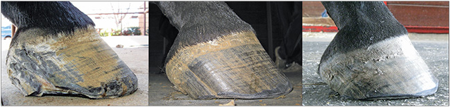 Dealing With Hoof Cracks Through More Than Shoes | American Farriers ...