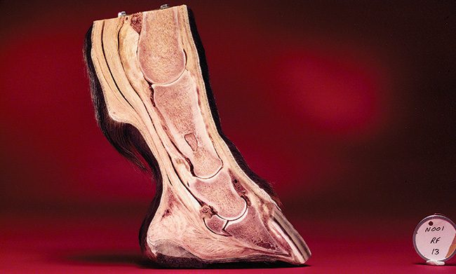 Study Finds Feral Hooves Are Far From Perfectly Healthy