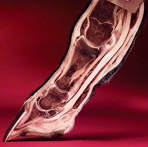 Study Finds Feral Hooves are Far from Perfectly Healthy | 2011-01-09 ...