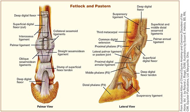 horse front leg structure