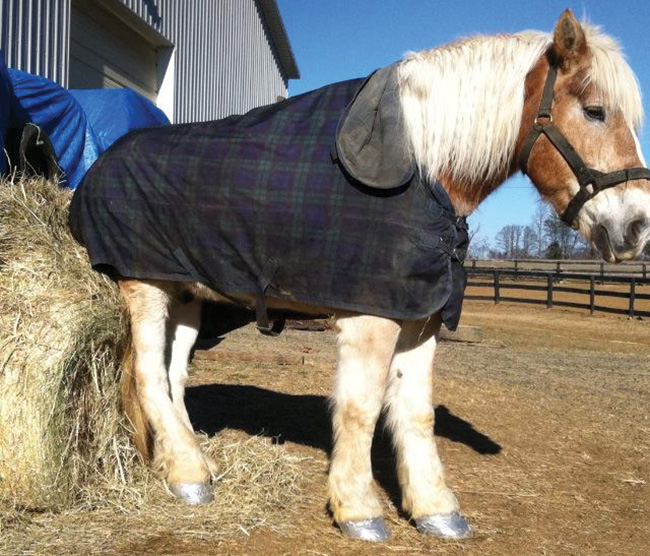 How To Treat Canker In Horses Feet at Latonya Langley blog