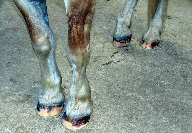 Treating Prolific Canker