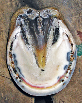 Hoof Packing: Part two: Delivering Sole Support Through Hoof Packing ...