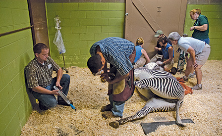 Nothing Normal About Zoo Work