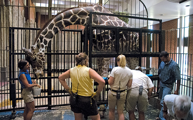 Nothing Normal About Zoo Work