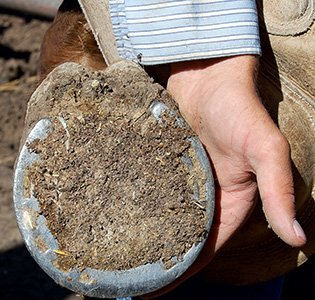 Shoeing Real Cow Horses