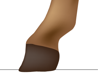 Passing The Club Foot Exam | 2013-05-01 | American Farriers Journal