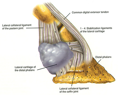 When It Comes To Balance, Start With The Coffin Joint | 2013-07-01 ...
