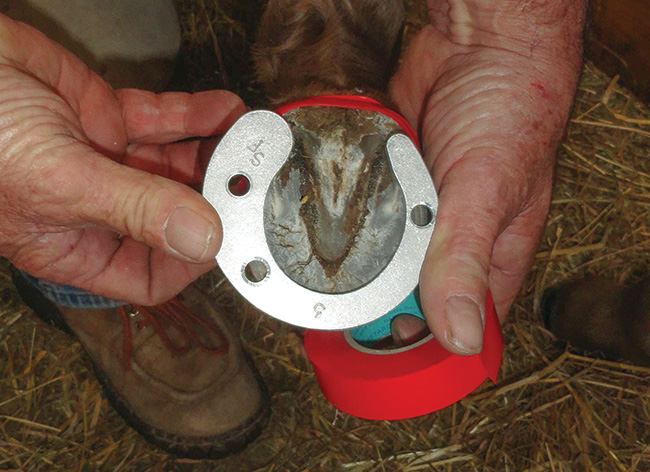 Getting Started with Foal Extensions