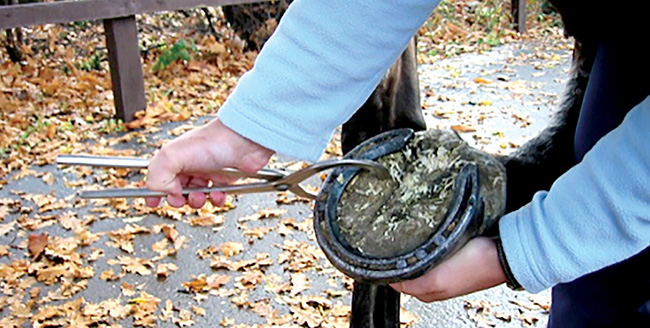 How Reliable Is The Use Of Hoof Testers? | ePublishing