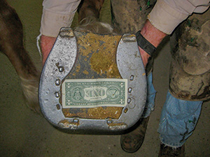 Tapping Into The Draft Horse Market Can Be Rewarding | 2014-05-01 ...