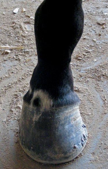 There’s An Art To Shoeing For Conformation Faults | ePublishing