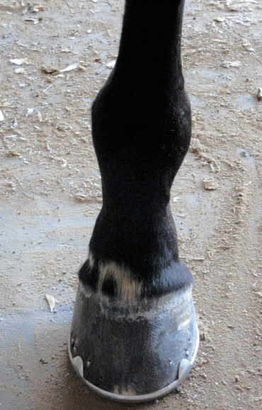 There’s An Art To Shoeing For Conformation Faults | ePublishing