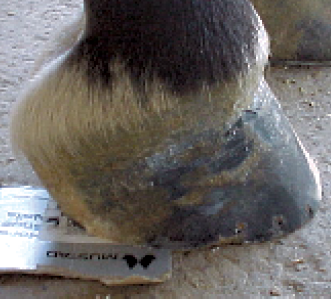 Are You Trimming Proper Hoof Angles? | American Farriers Journal