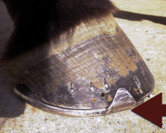 Recognize Improper Shoe Fit And Size | 2015-01-01 | ePublishing