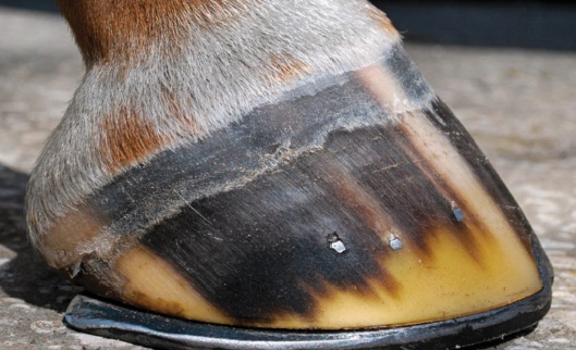 Recognize Improper Shoe Fit And Size | 2015-01-01 | ePublishing