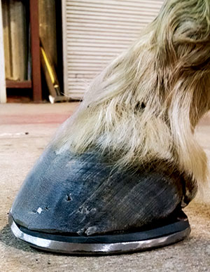 Identifying, Treating and Rehabbing Soft Tissue Injuries