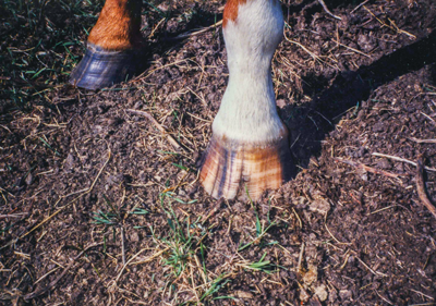 Help Horse Owners Understand Climate Plays A Critical Role In Hoof Health