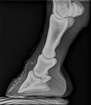Treating Hoof Infections With Maggots