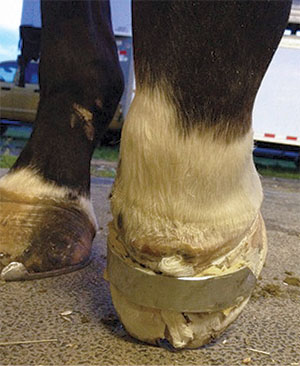 Treating Hoof Infections With Maggots | 2015-03-01 | American Farriers ...
