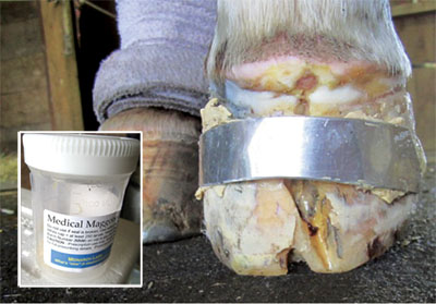 Treating Hoof Infections With Maggots | 2015-03-01 | American Farriers ...